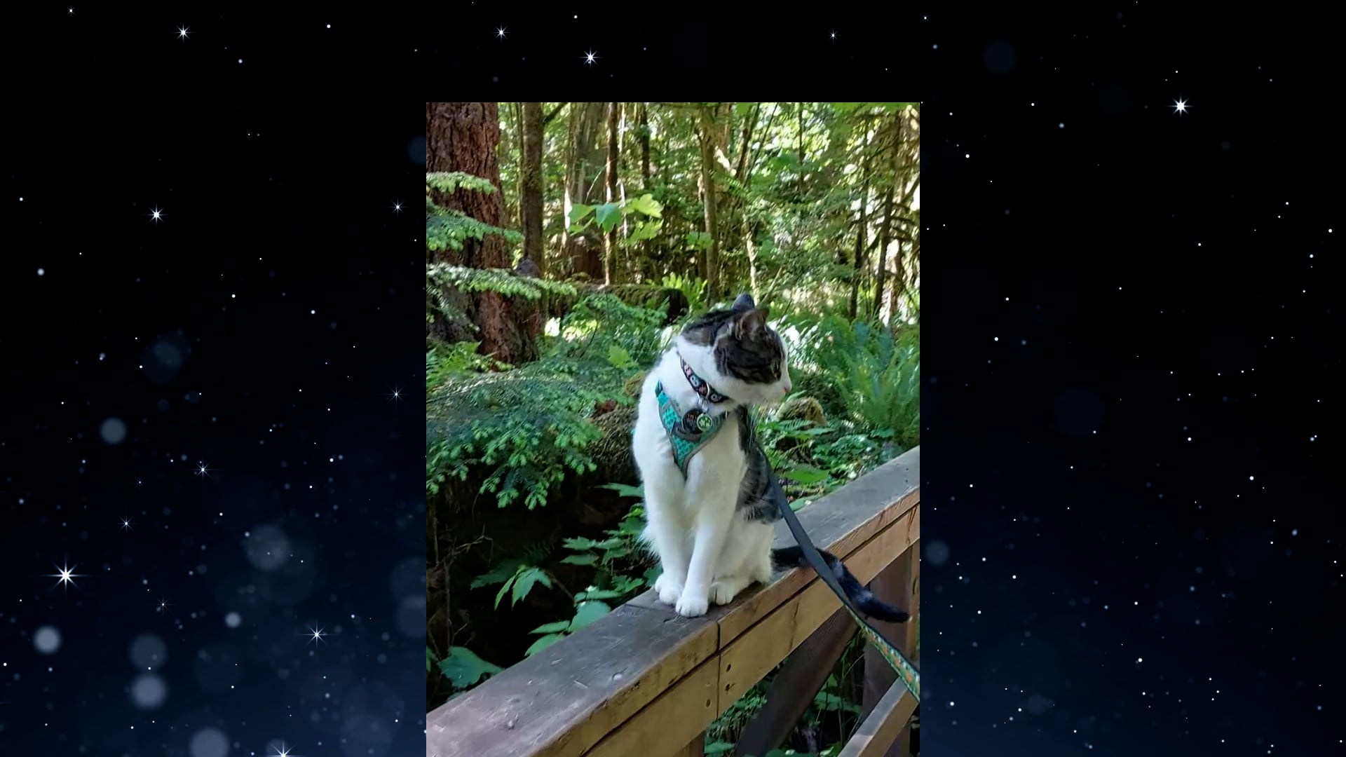 Radiant Cats Behaviour & Training - Cat Behaviour, Consulting