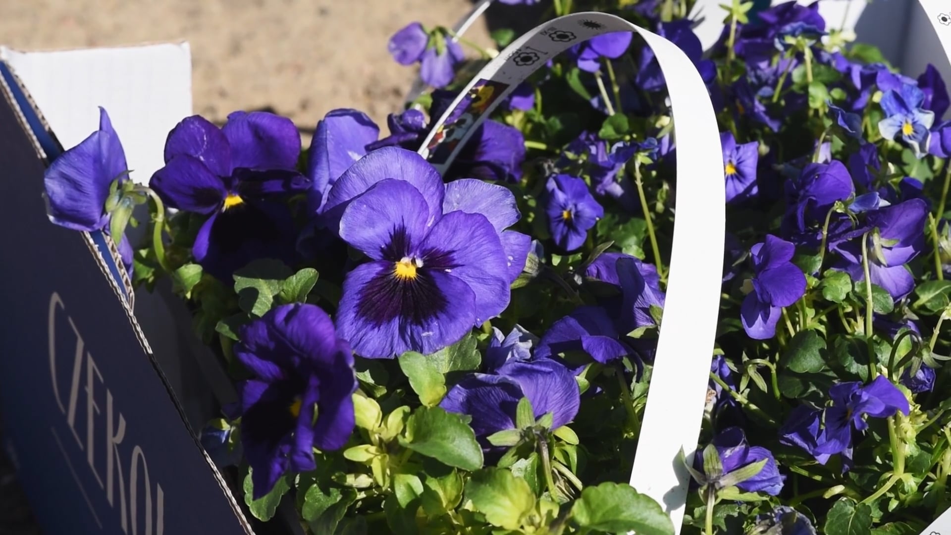 Seeding Change teaser