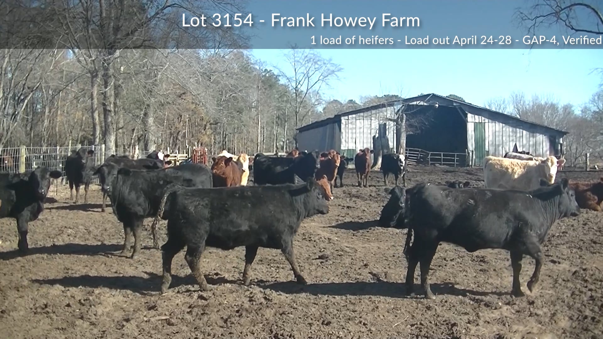 3154-Frank Howey Farm (Hfrs) on Vimeo