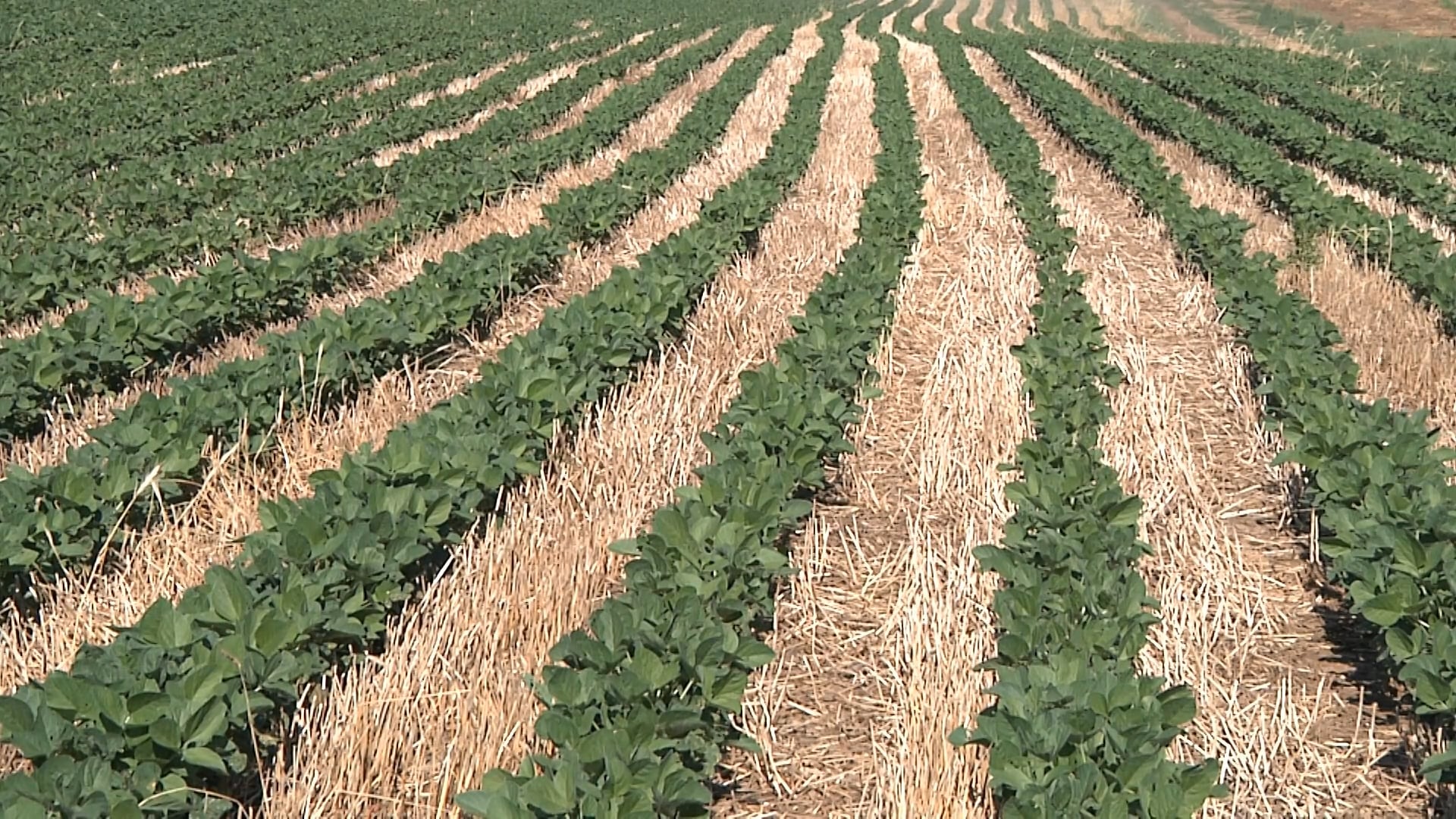 SD Soybean Farmers Showcase Sustainability on Earth Day on Vimeo