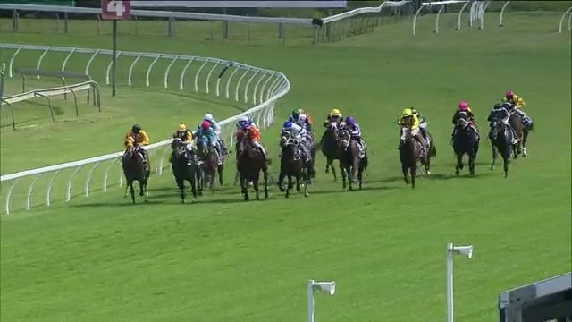 Shalaa - Stallion | Breednet