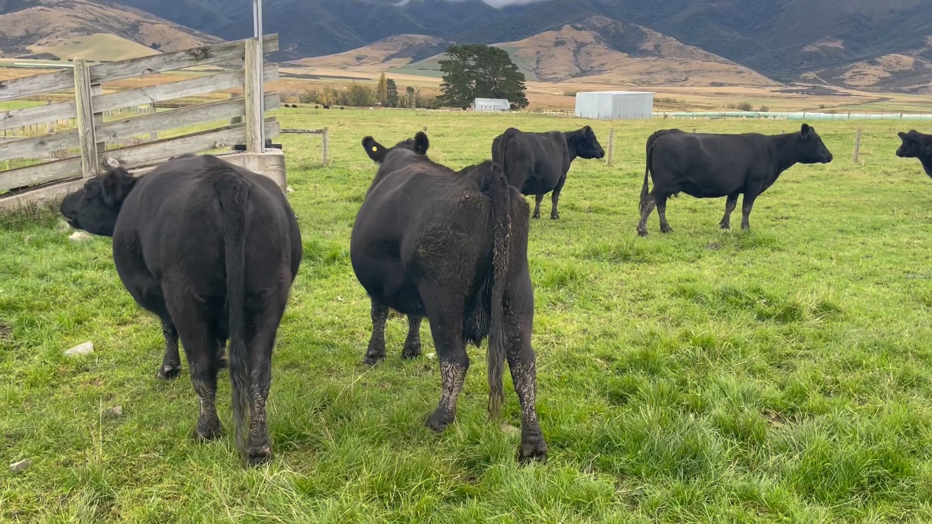 Cromdale Mixed Age Angus Cows & Mixed Age Hereford Cows on Vimeo