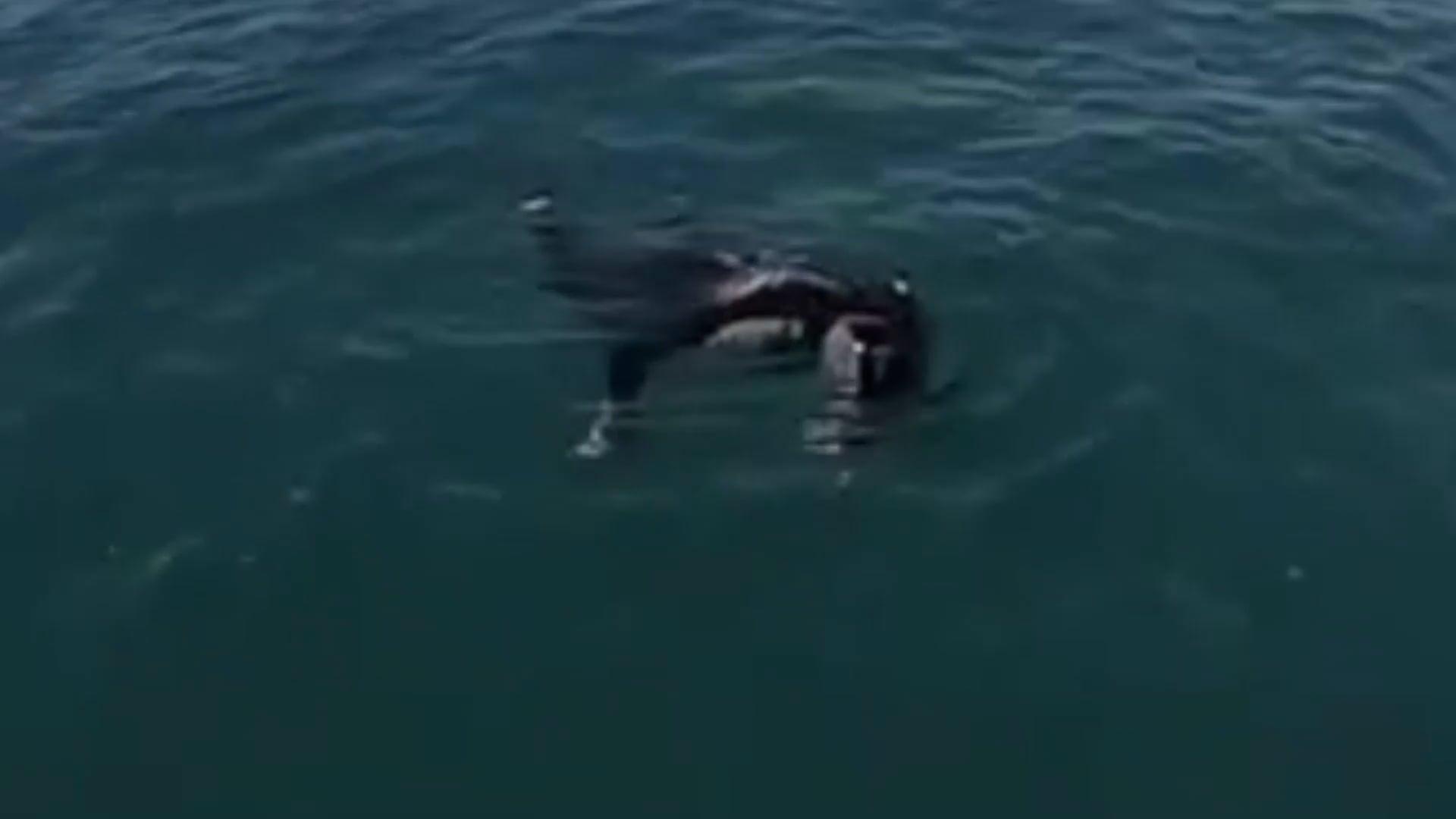 Watch explore the seabed Online | Vimeo On Demand on Vimeo