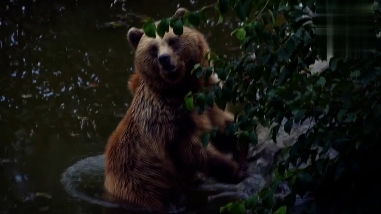 Big red Bear nature in natural inverment ll pets and animal videos on Vimeo