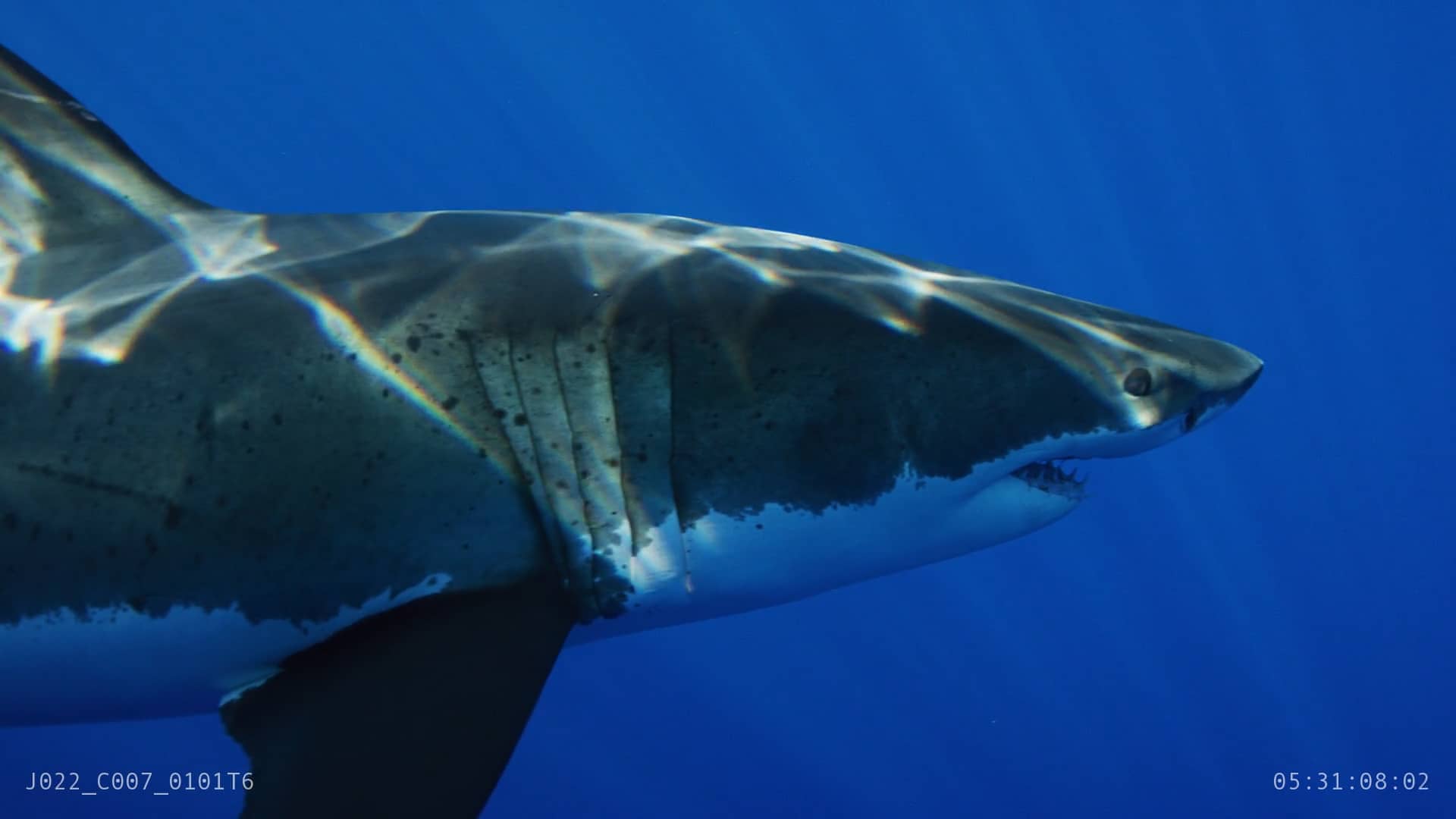 Great White Shark Up Close on Vimeo