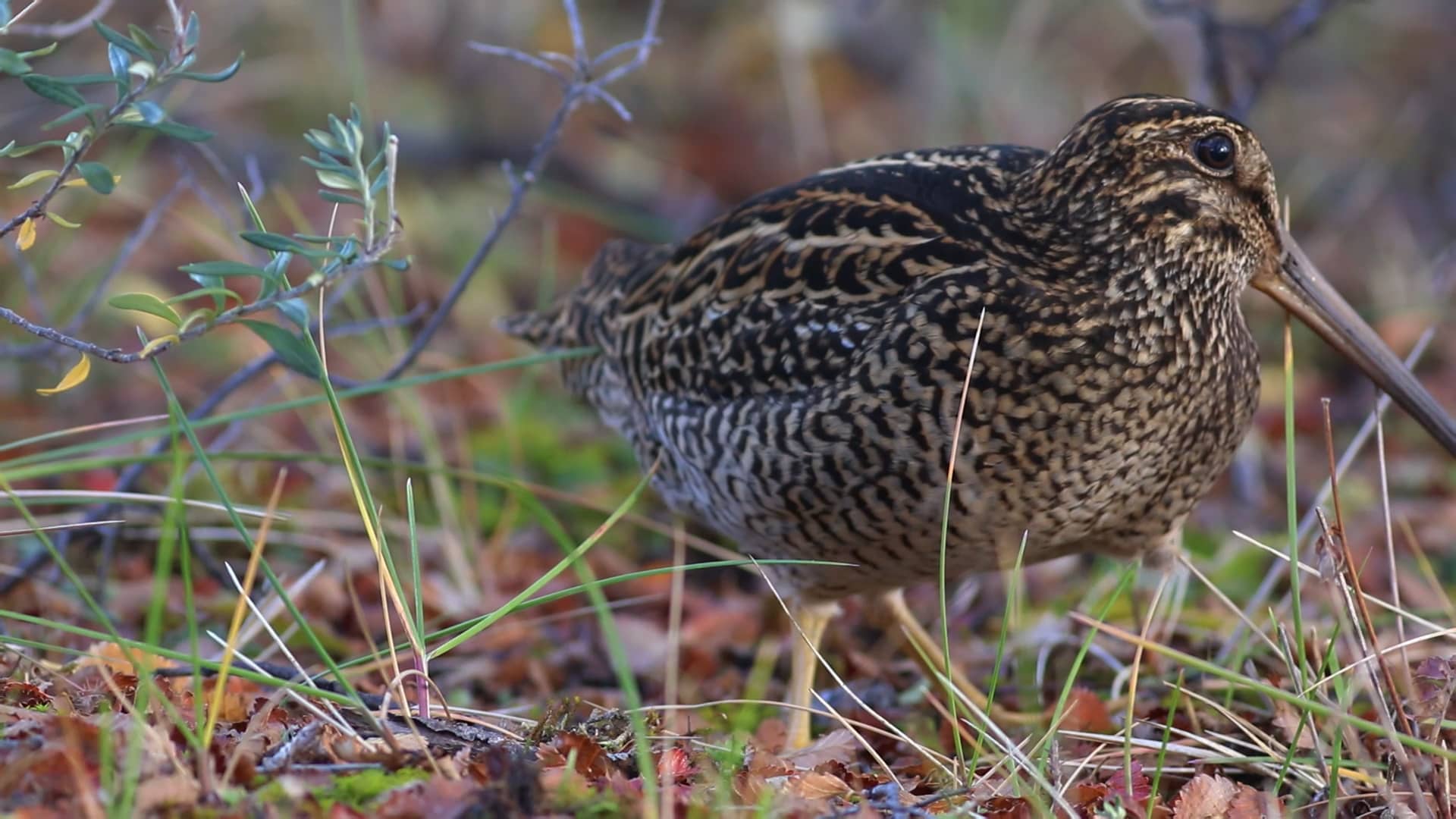 Becacina Grande Fuegian Snipe (Gallinago stricklandii) on Vimeo