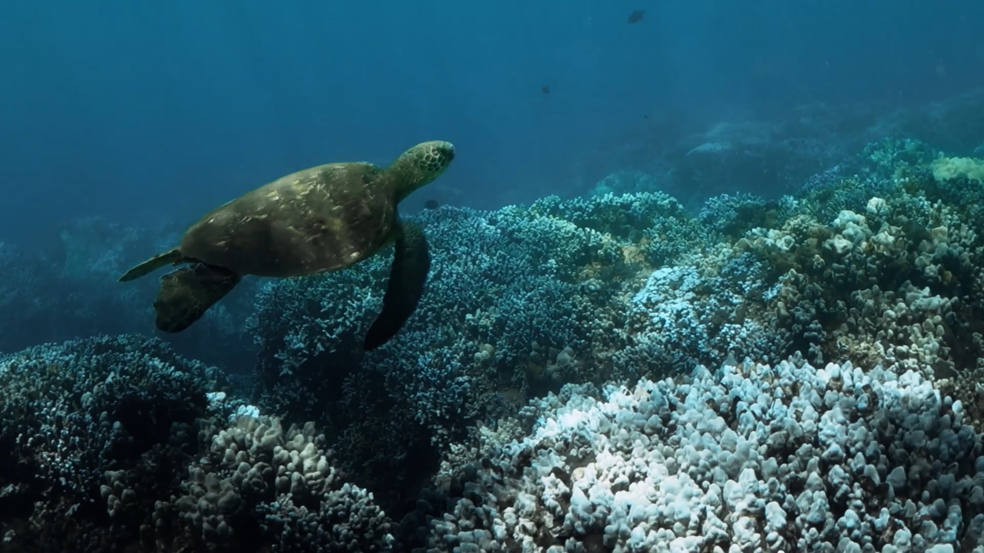 Malama Hawaii on Vimeo