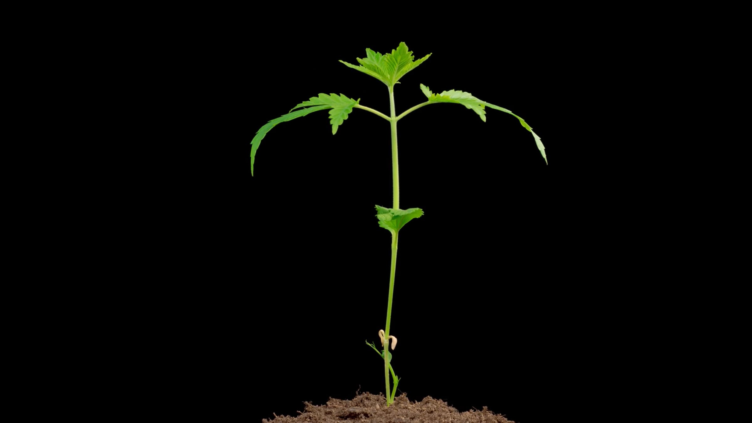 Cannabis Seedling Plant Growing Time Lapse