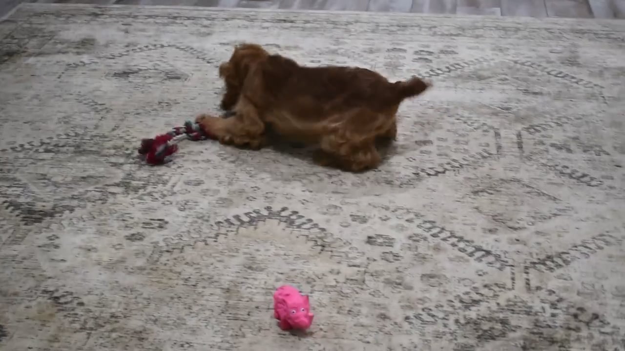 Prince red cocker spaniel on Vimeo