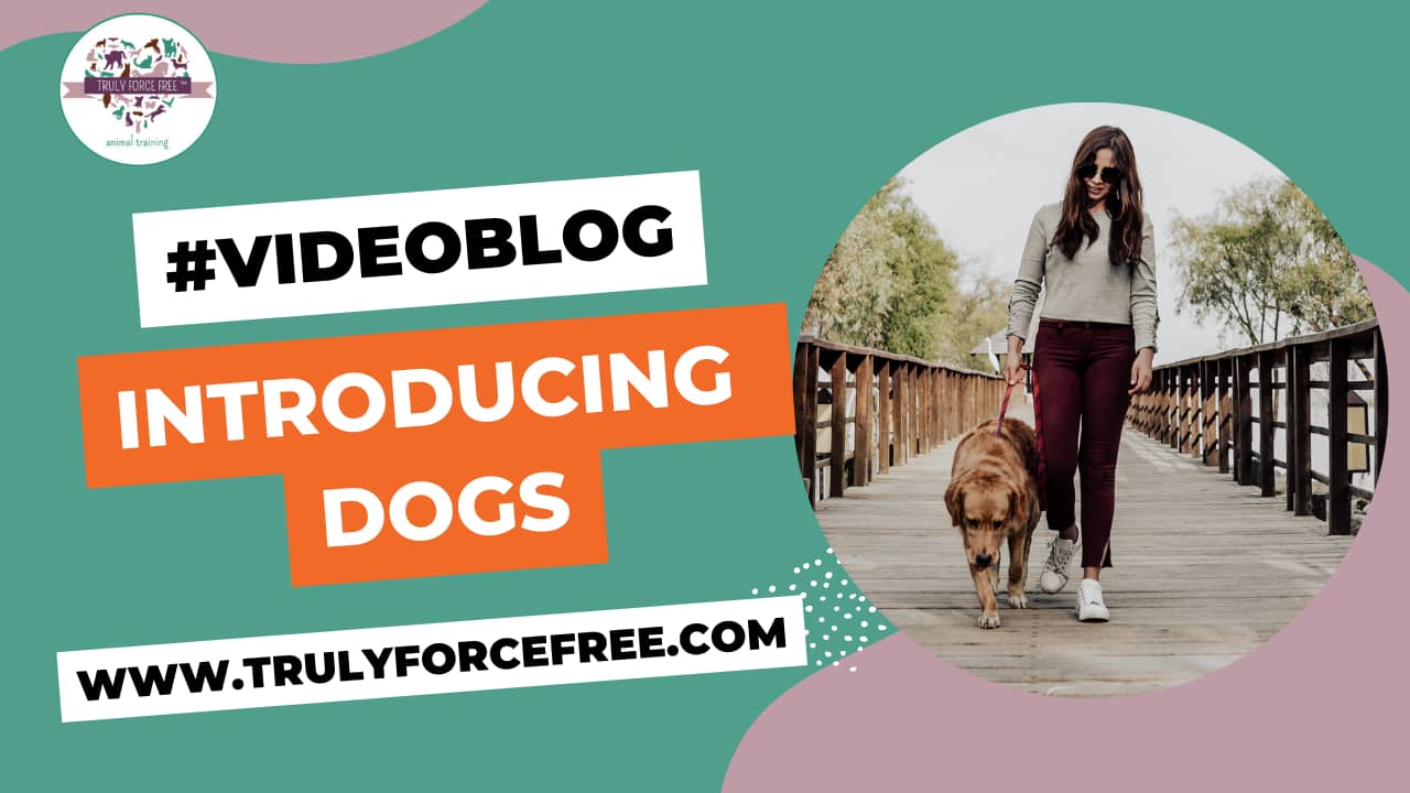 Introducing Dogs on Vimeo