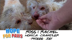 Hope For Paws - Eldad Hagar’s Videos on Vimeo