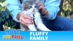 Hope For Paws - Eldad Hagar’s Videos on Vimeo