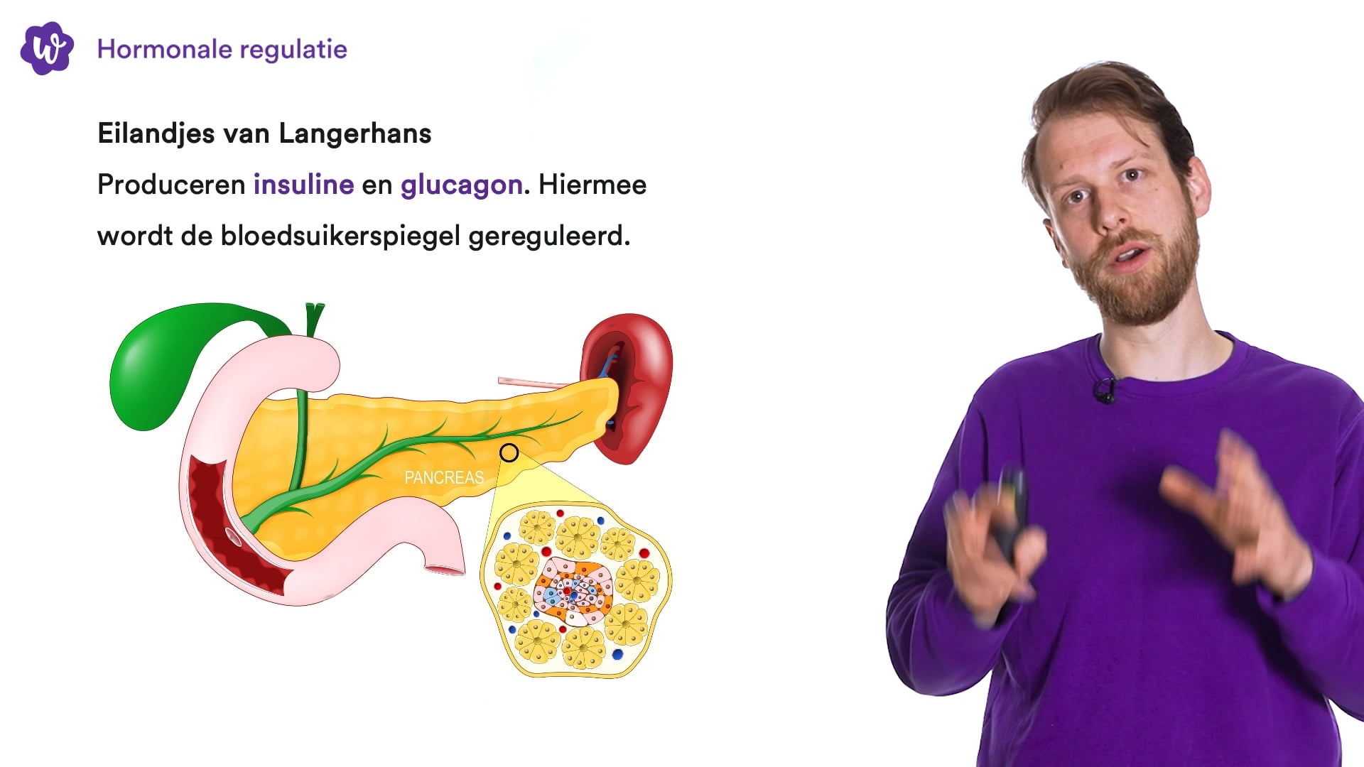 Hormonale regulatie (BvJ) oefenen | StudyGo