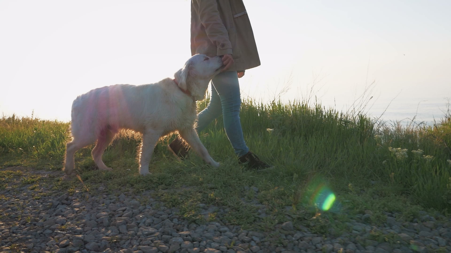 young-female-with-retriever-dog-walking-leisurely-on-the-path-at-sunset ...
