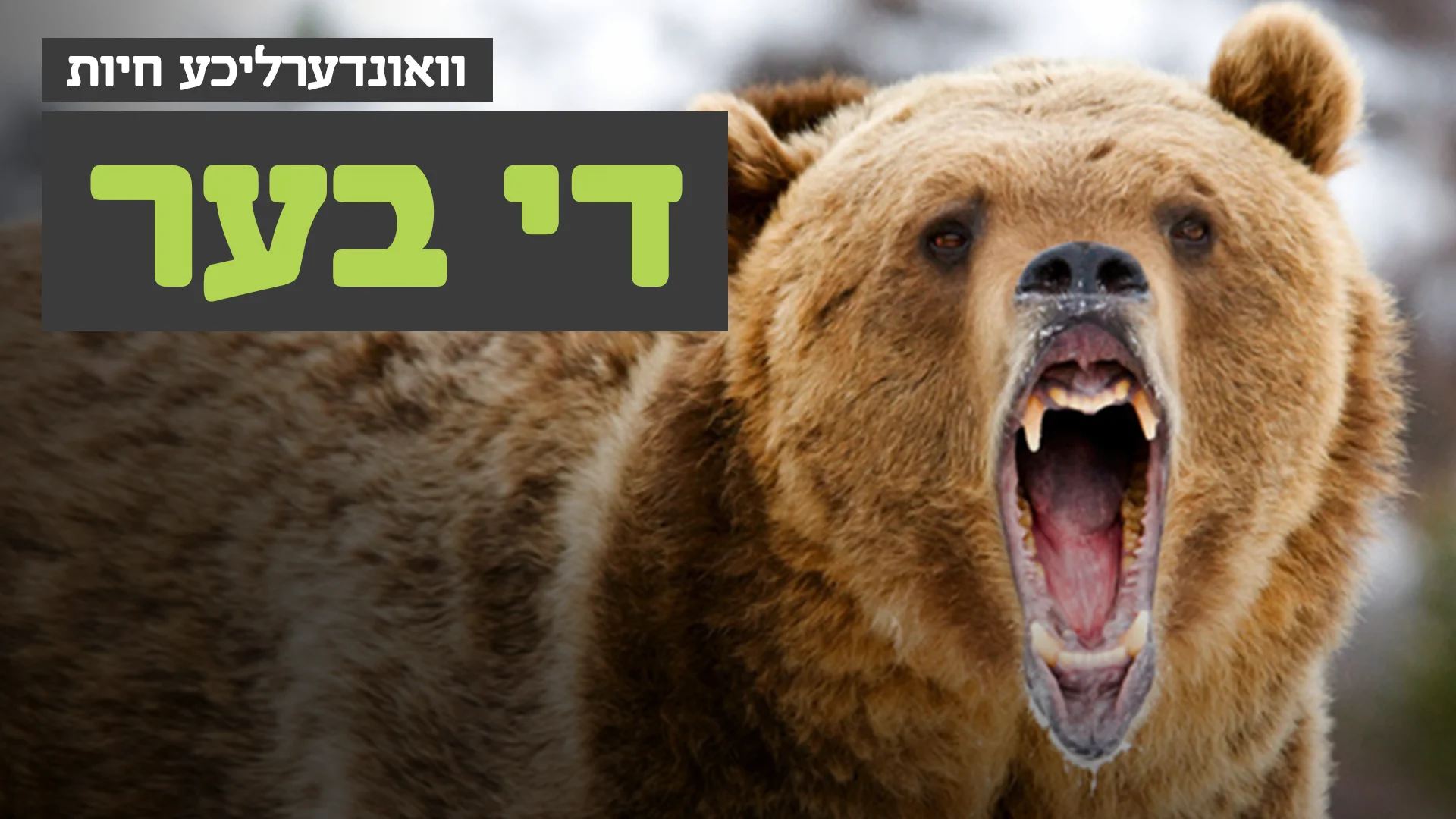 Lets learn about the 'Bears'!! on Vimeo