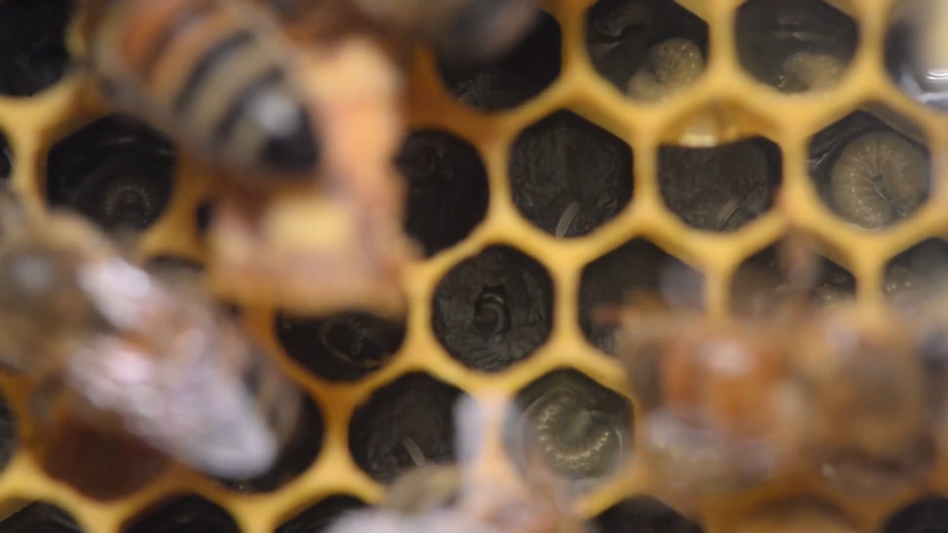 Heart of Virginia Bee Keepers