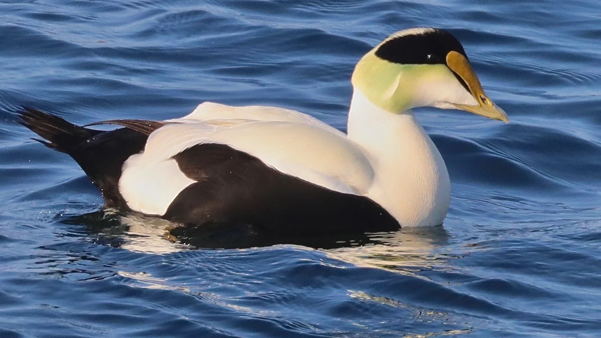 Common Eider on Vimeo