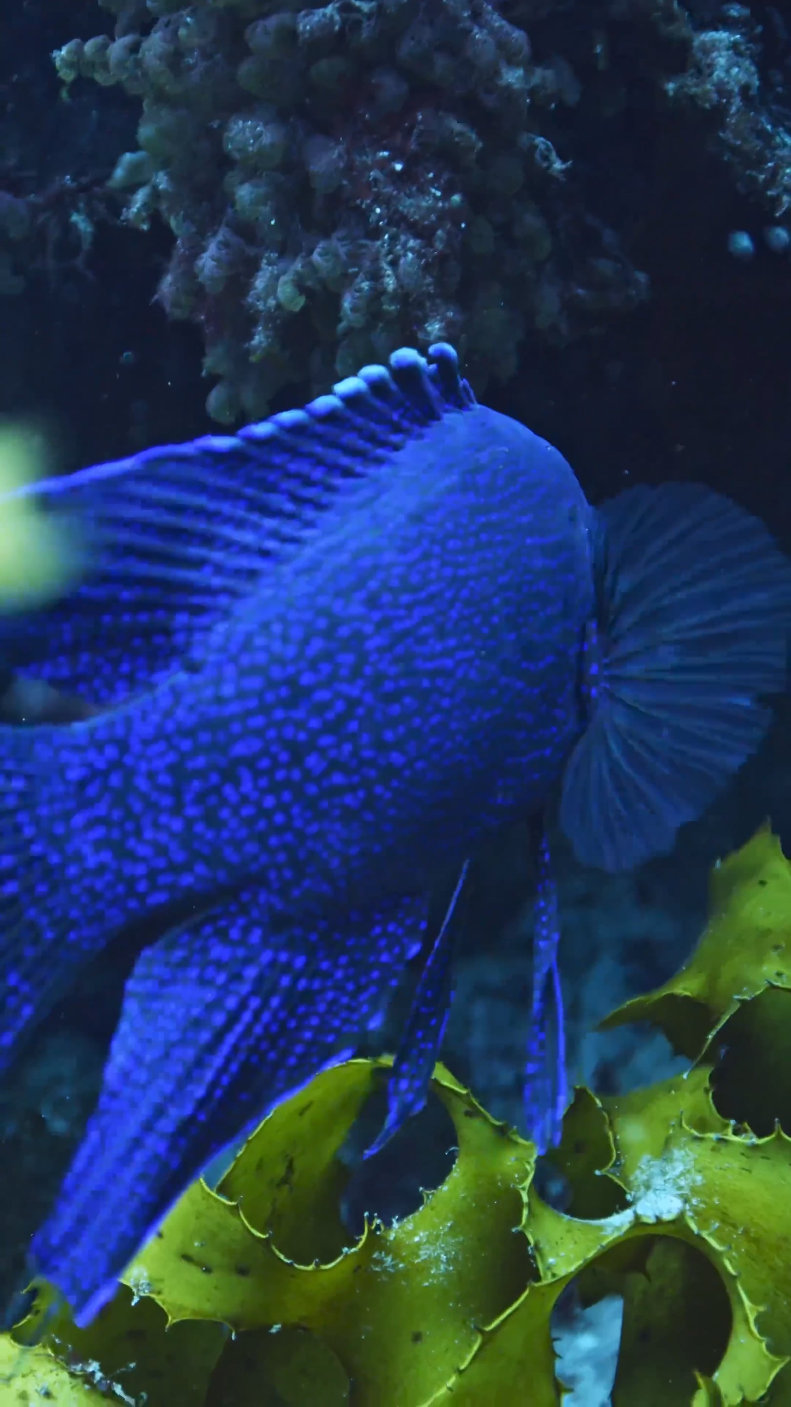 Blue fish on Vimeo