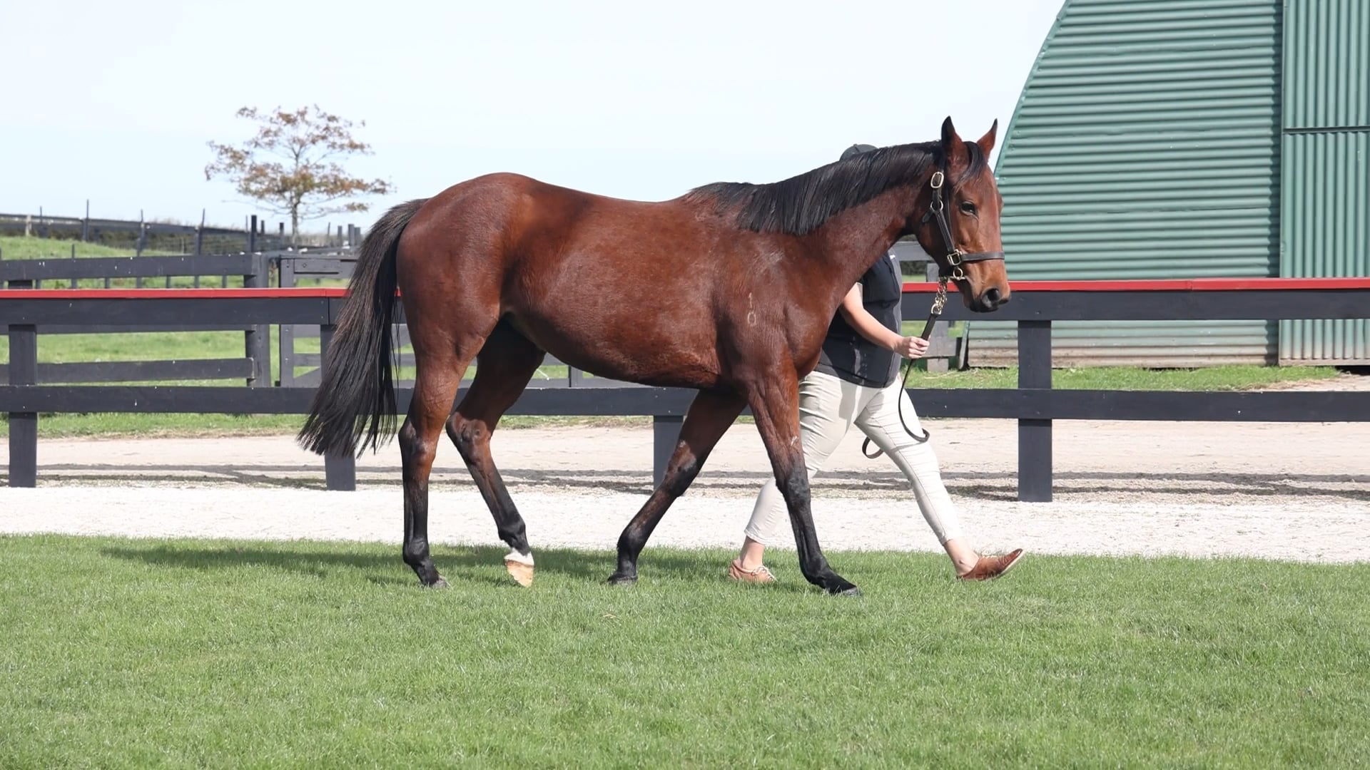 El Roca x Elysium filly on Vimeo