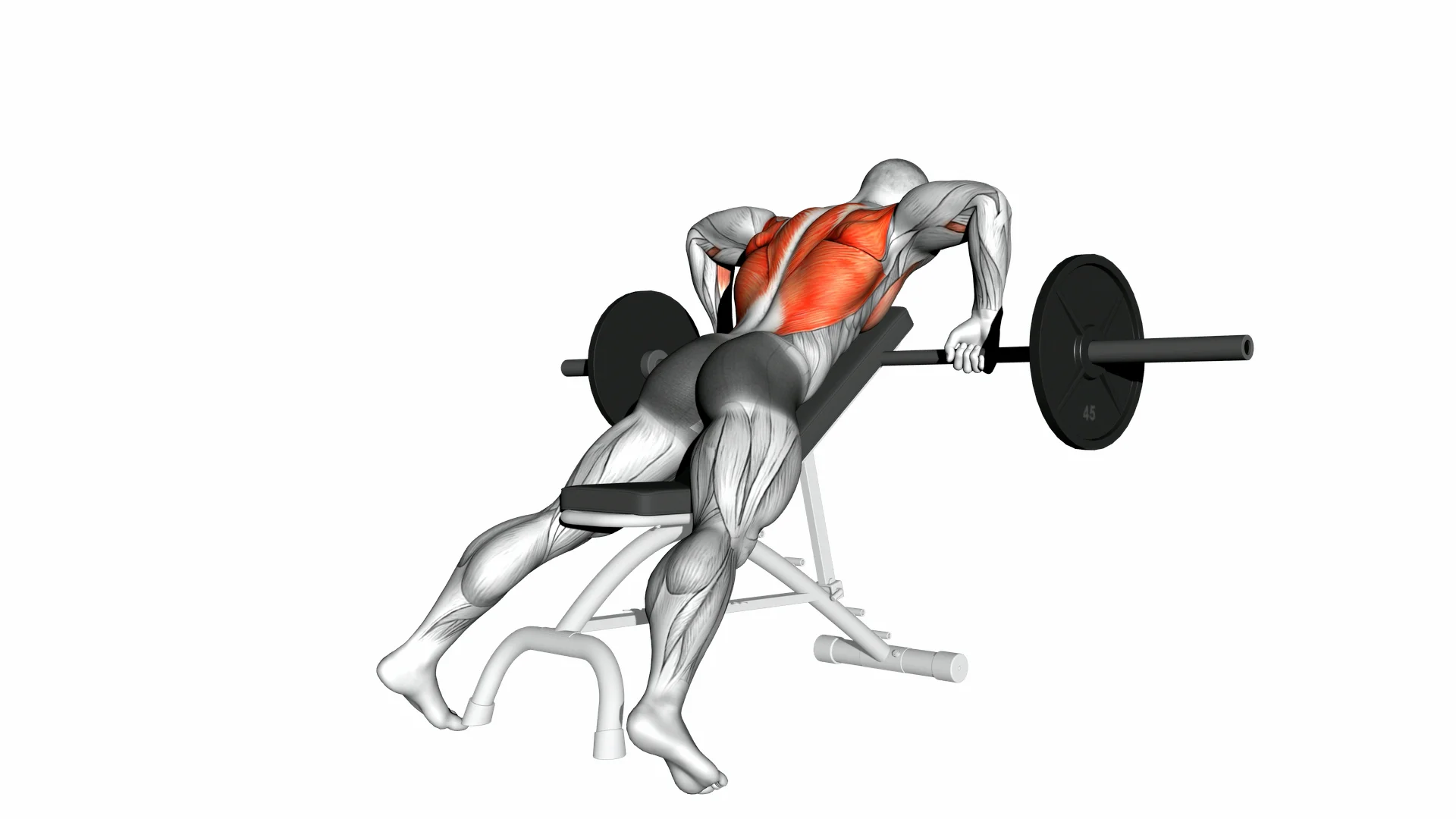 Barbell Incline Row on Vimeo