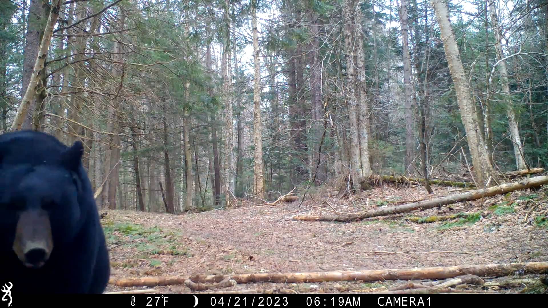 Curious Black Bears! on Vimeo