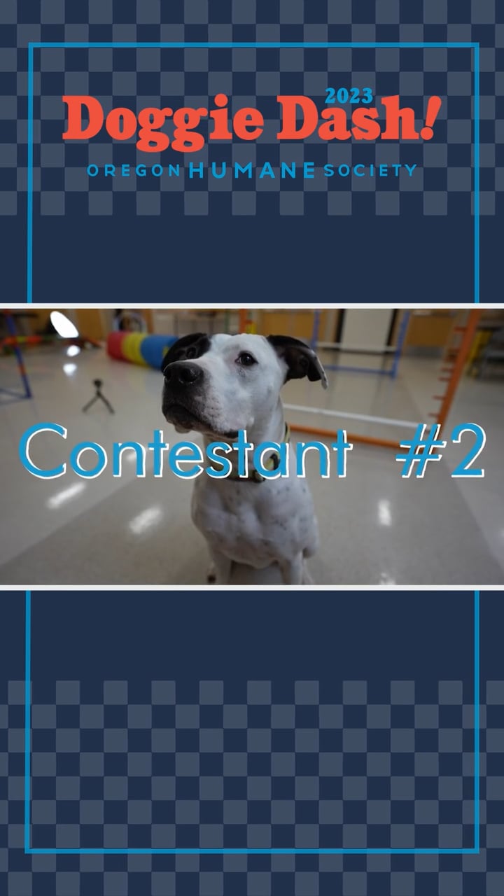 Doggie Dash Agility Course on Vimeo