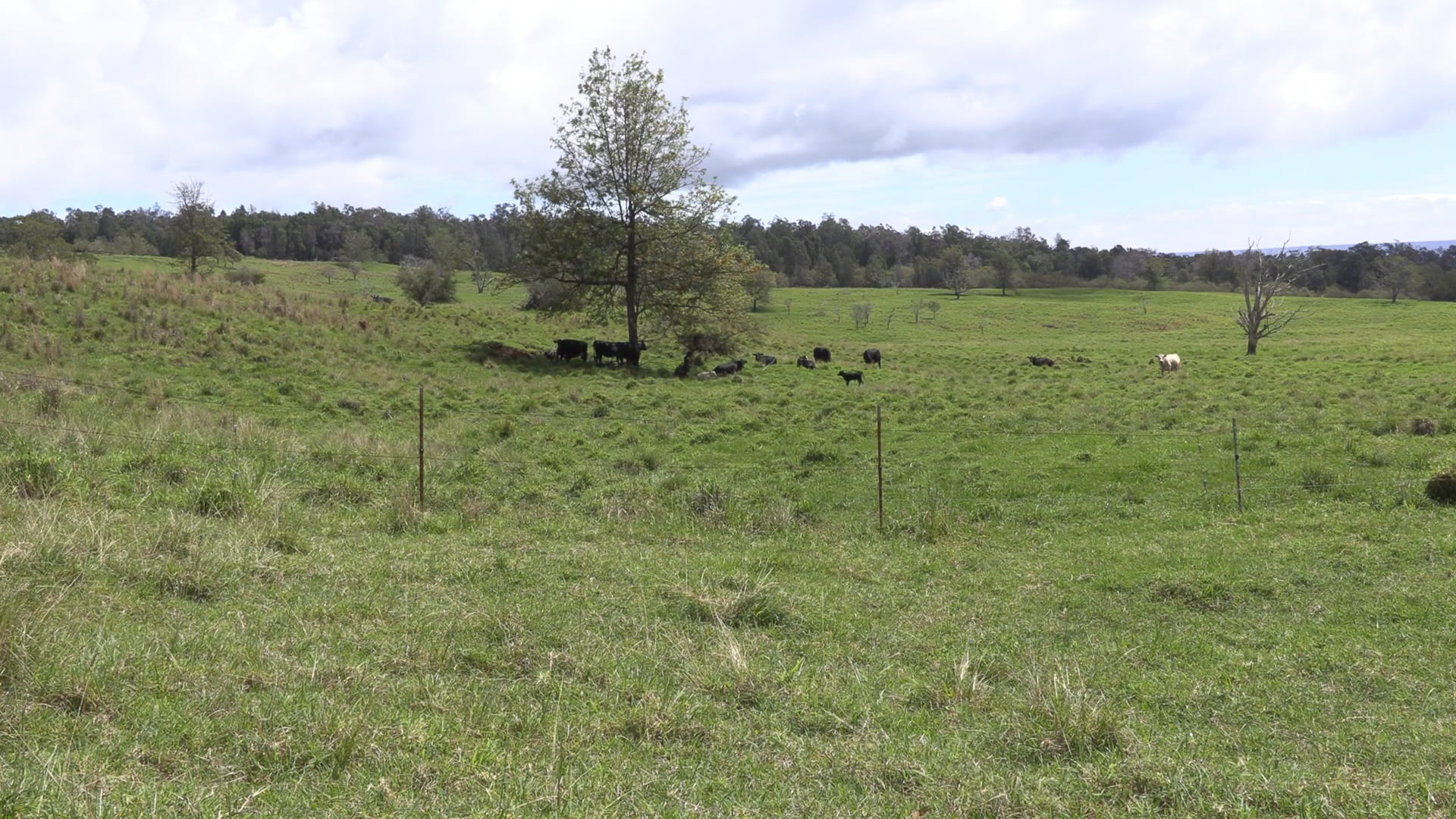 Kapapala Ranch on Vimeo