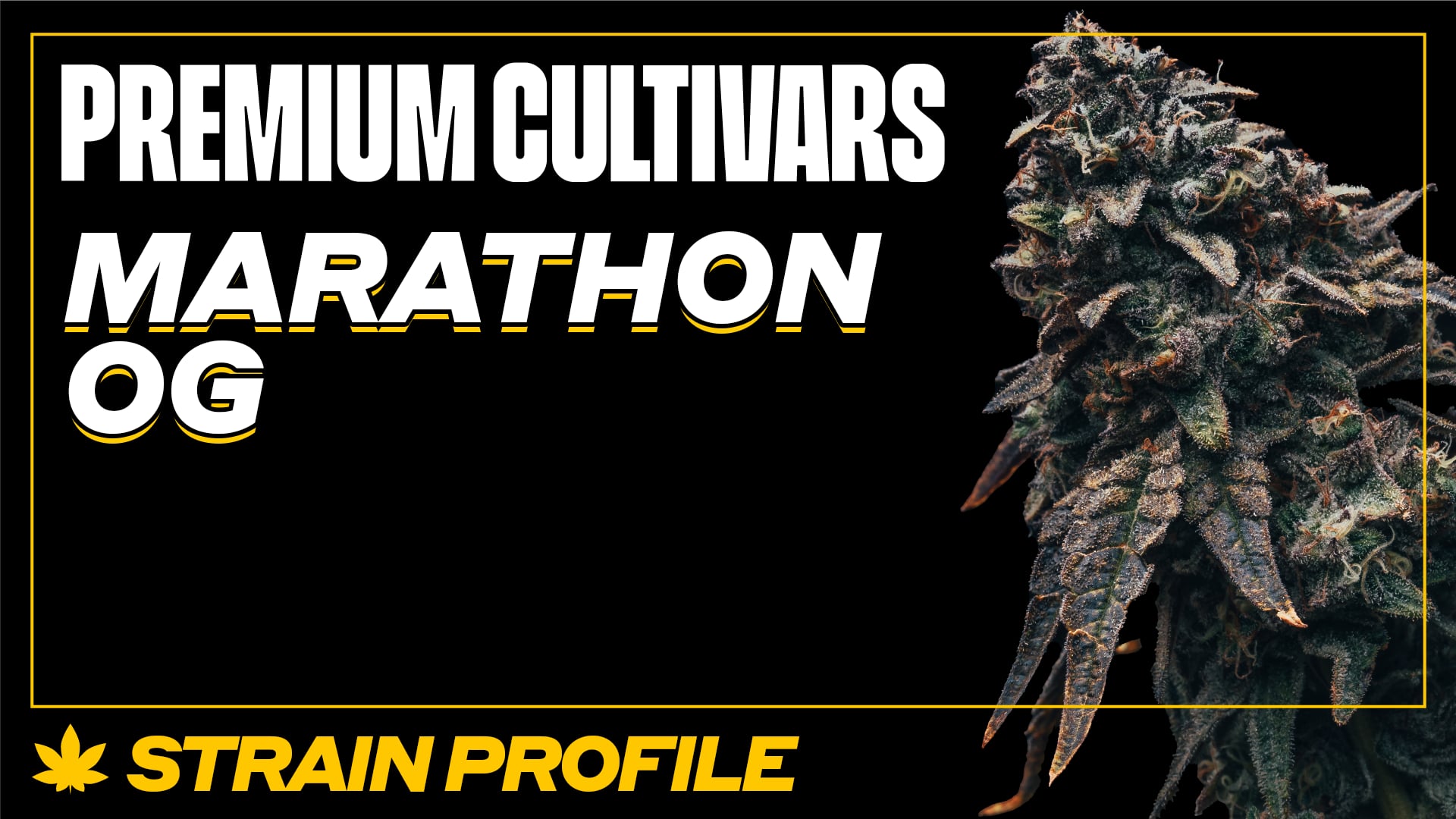 Marathon OG Strain Profile | Premium Cultivars on Vimeo