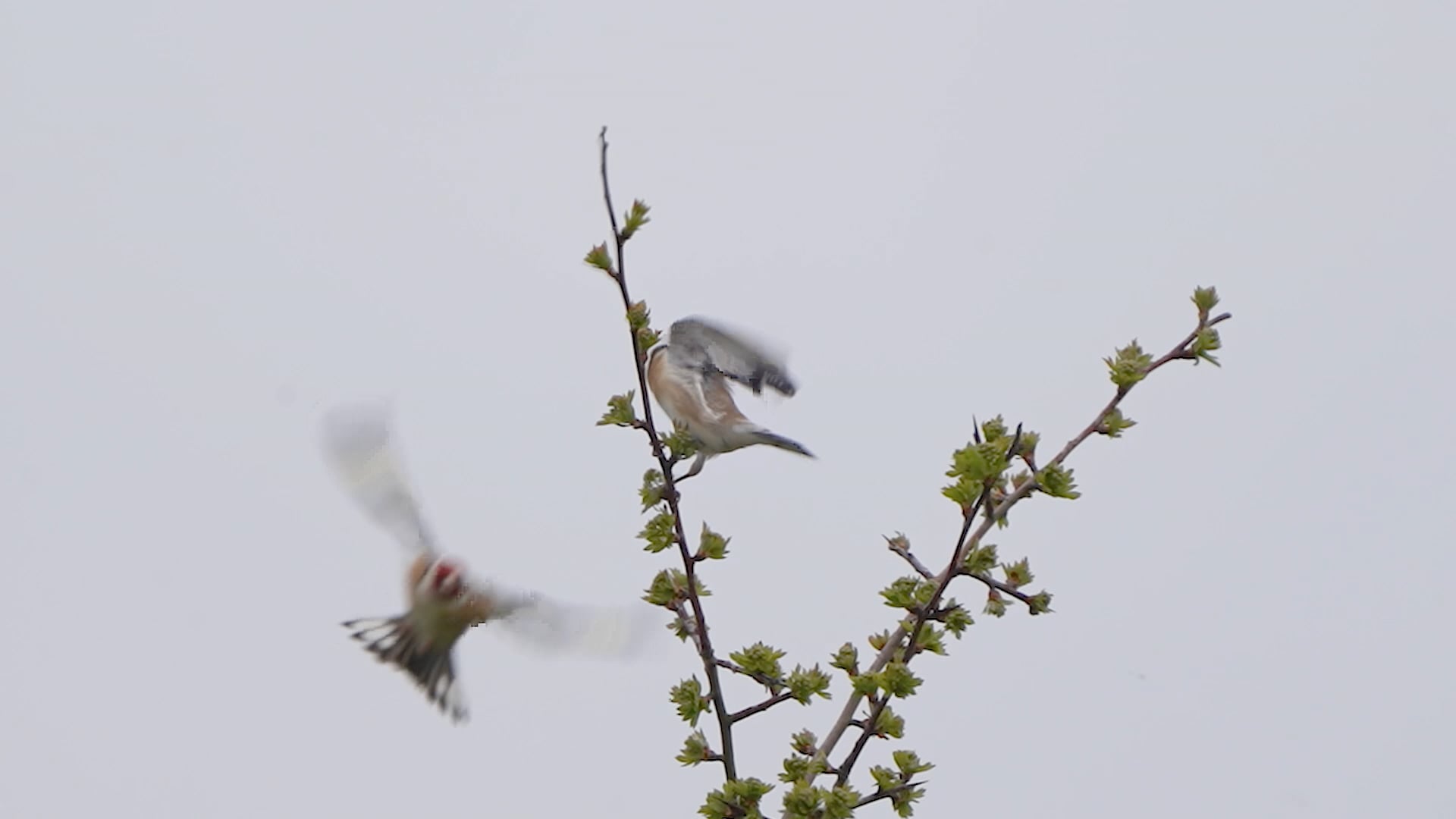 wildlife in a day on Vimeo
