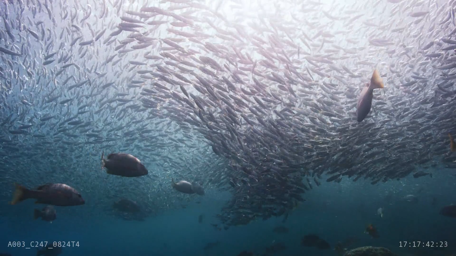 Hunting on the Reef on Vimeo