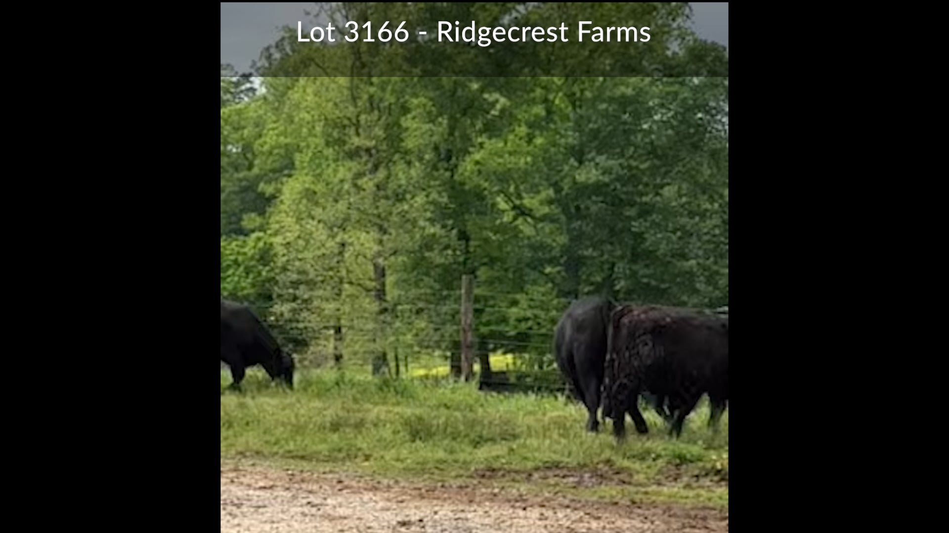 3166-Ridgecrest Farms on Vimeo