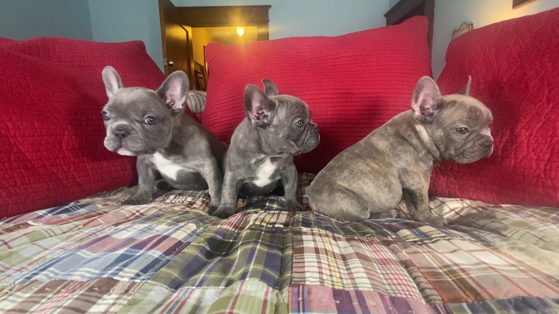 Three male frenchies on Vimeo