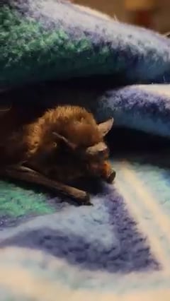 Baby Bat eating worms on Vimeo