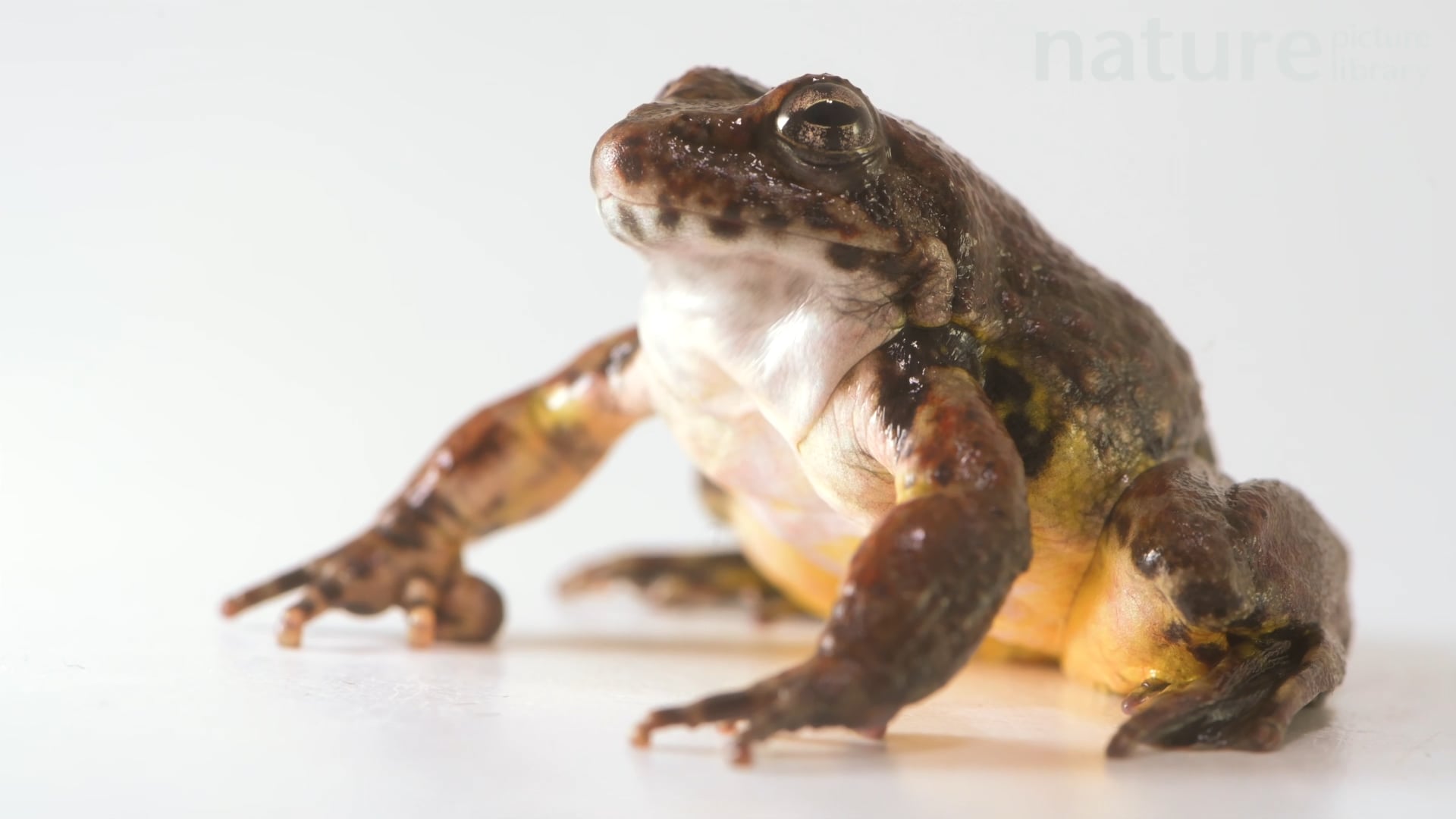 Foothill yellow-legged frog, sitting upright, breathing, California ...