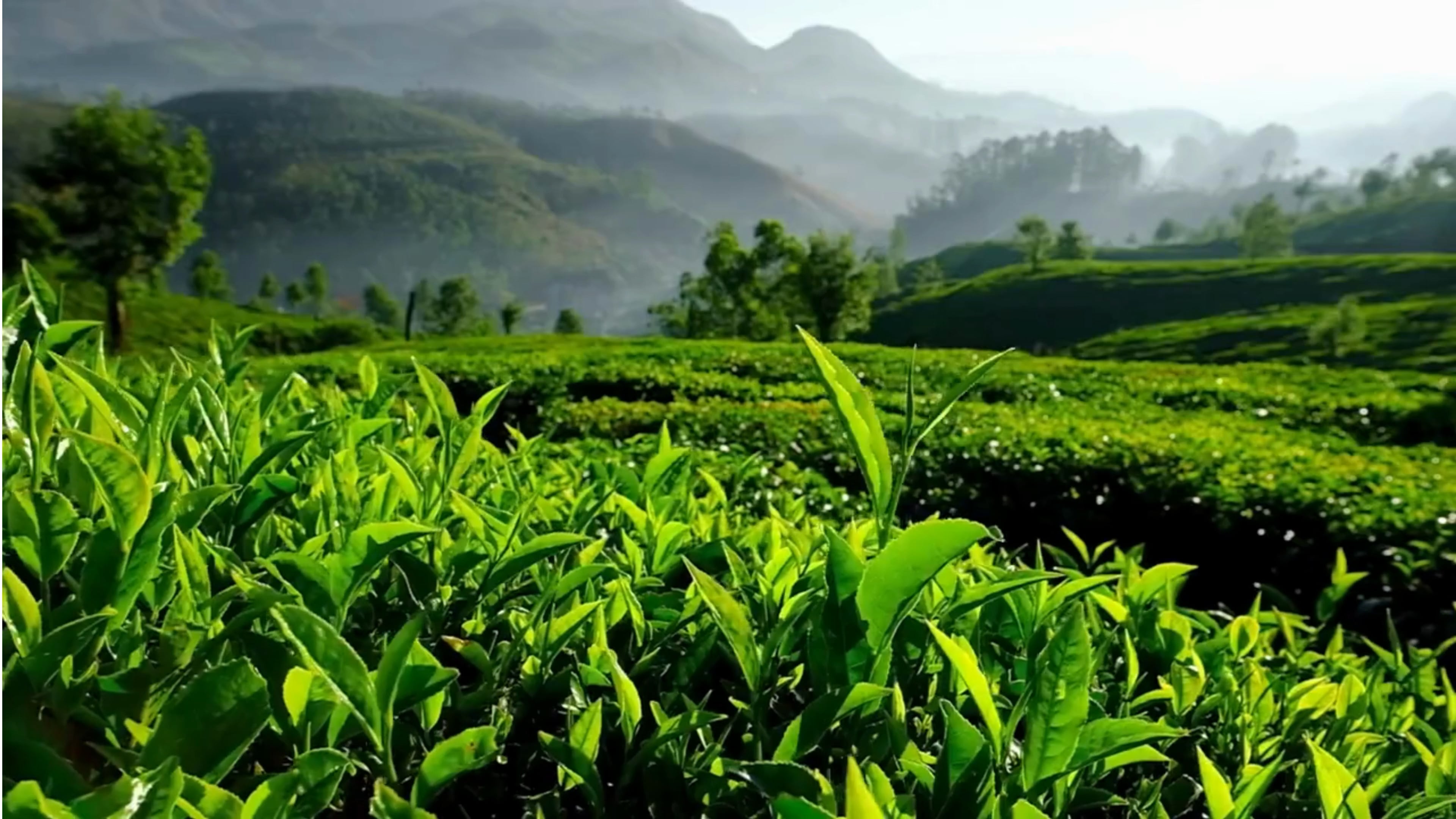 Cremona tea site on Vimeo