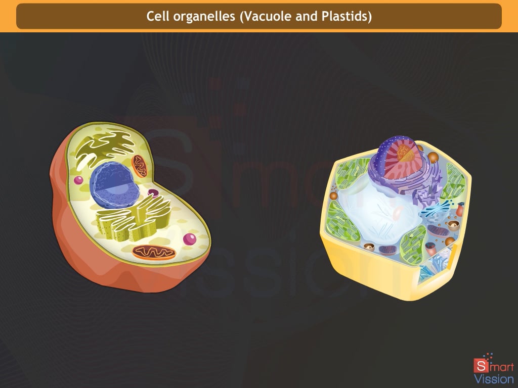 Cell organelles (Vacuole and Plastids) on Vimeo
