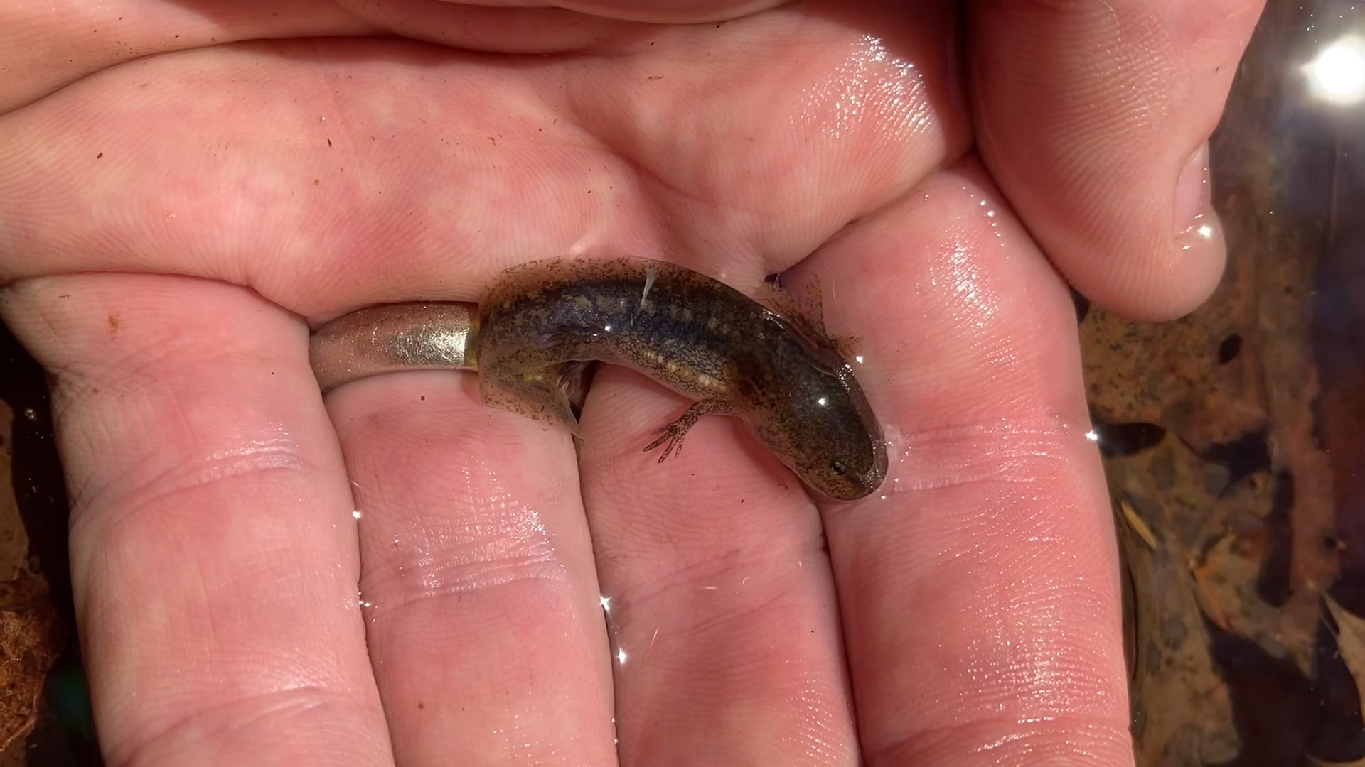 Marbled Salamander Larvae on Vimeo