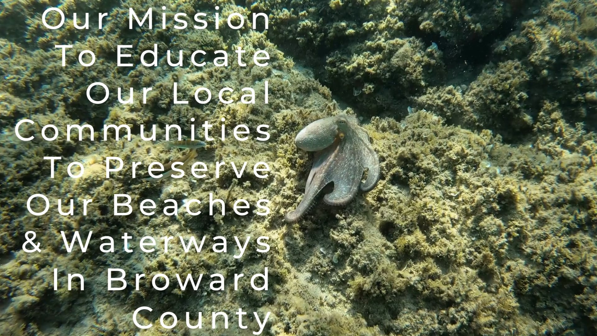 The Local Octopus Foundation