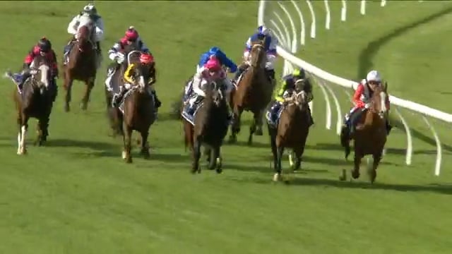 Shalaa - Stallion | Breednet