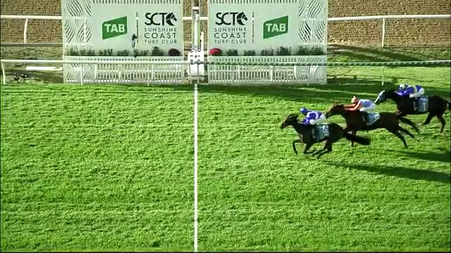 Reliable Man - Stallion | Breednet