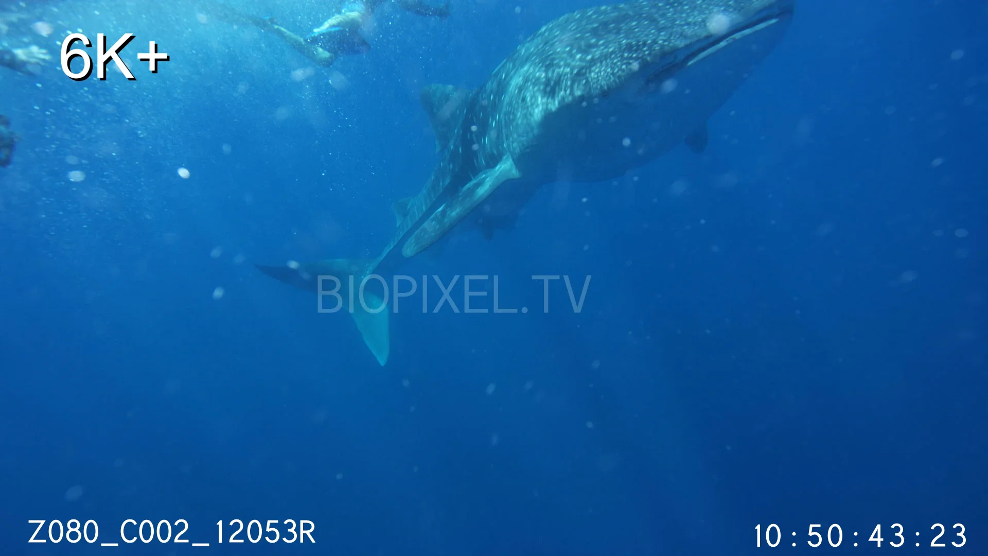 4K Shark Research - Whale Shark research - Whale shark tagging on Vimeo
