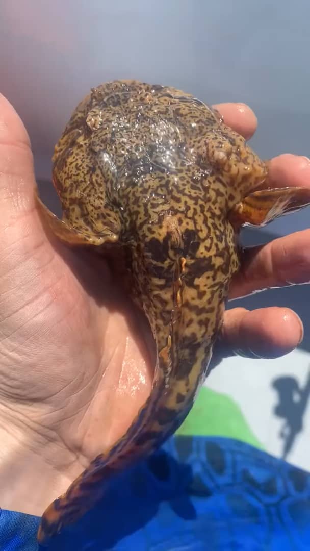 Baby Oyster Toadfish on Vimeo