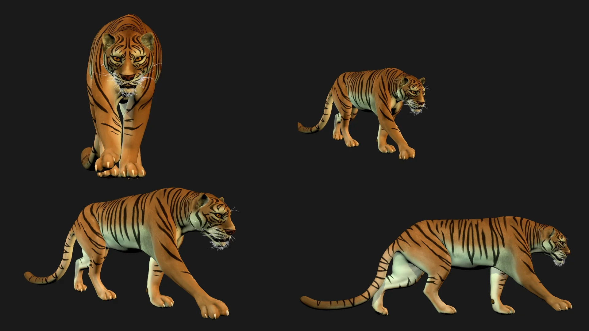 Tiger_Walk_Cycle and Translation on Vimeo