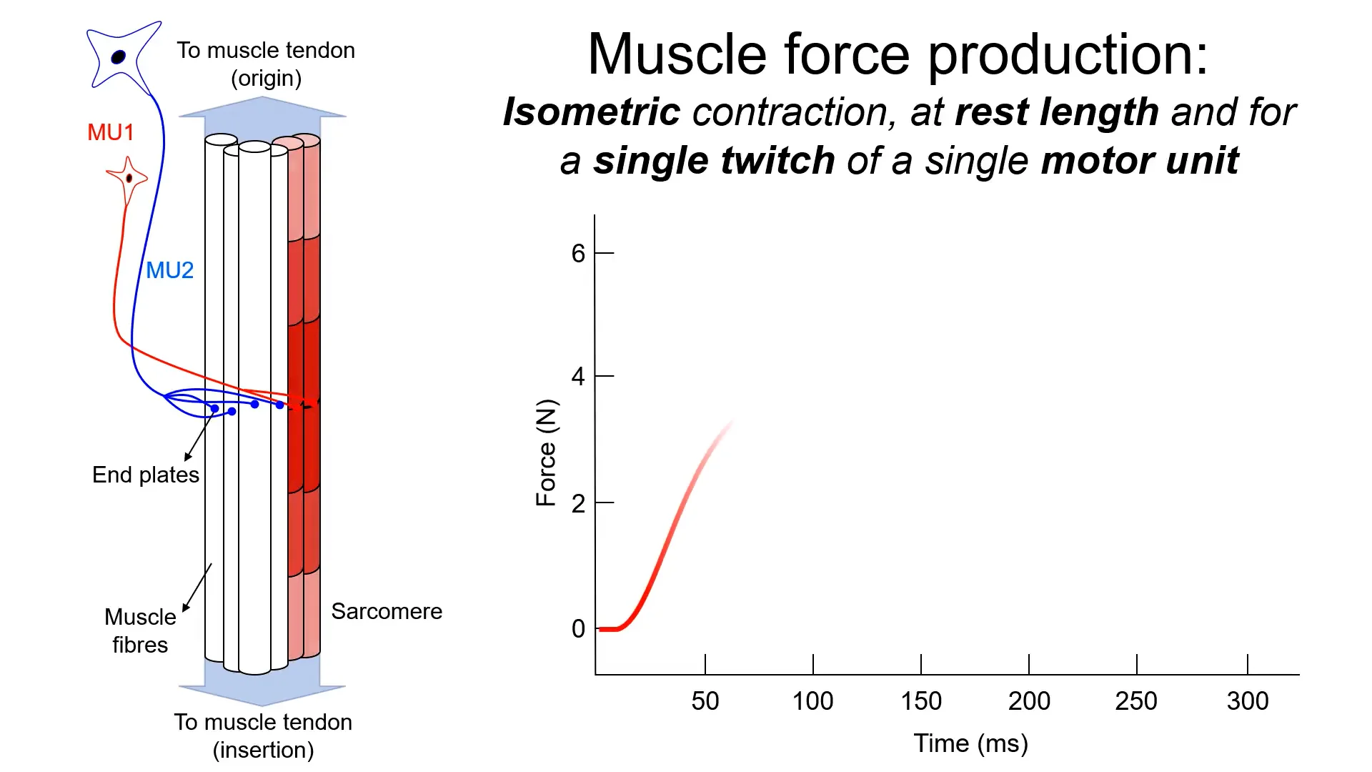 ISEK Repertory - Muscle force regulation