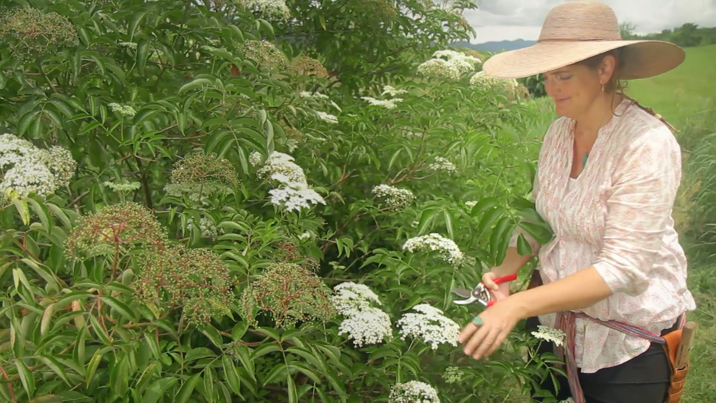 Online Foraging Course