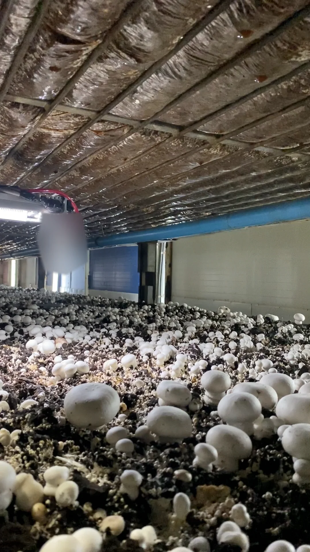 Skanowanie uprawy pieczarek - Robot Mandro on Vimeo