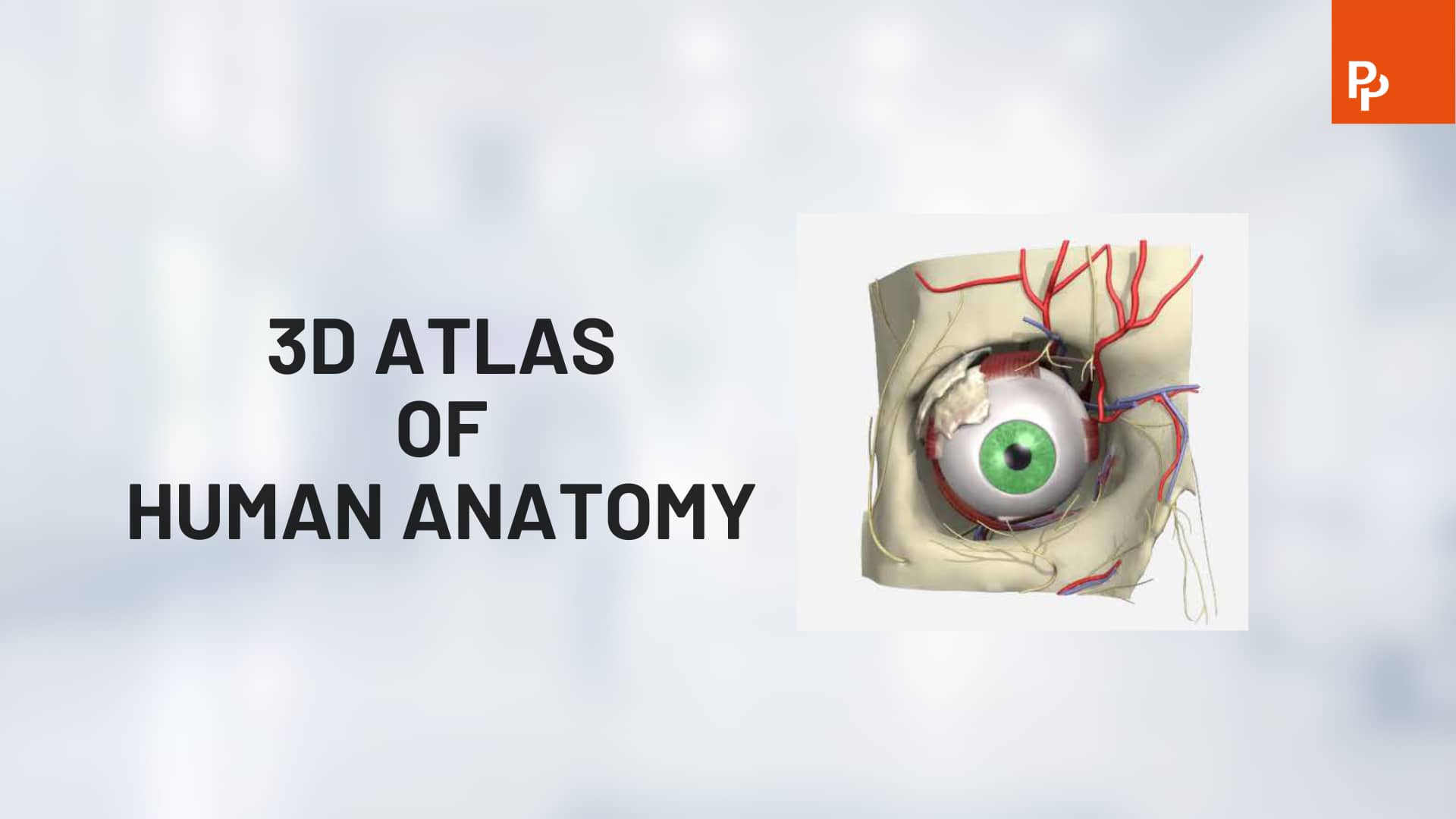Primal Pictures 3D Atlas of Human Anatomy on Vimeo