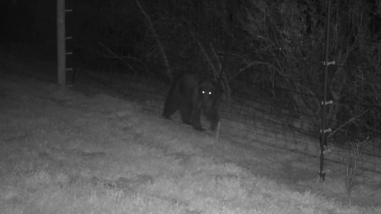 compost trail cam on Vimeo