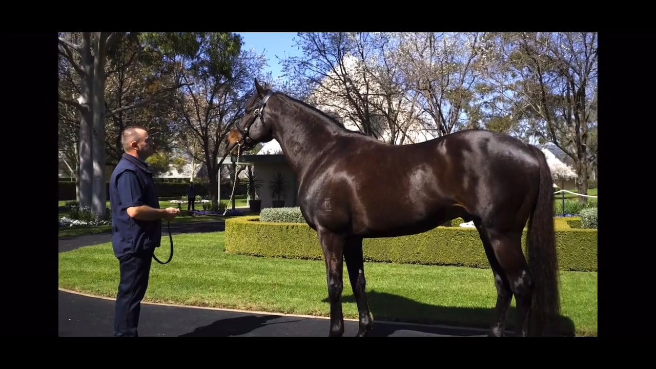 SO YOU THINK - Coolmore Stallion Parade on Vimeo
