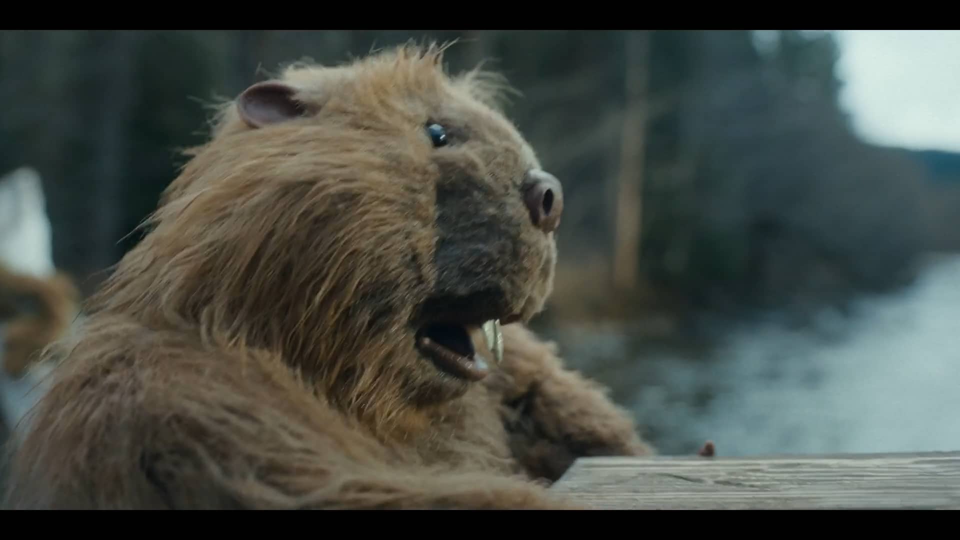 The Woodsman Whisky - Barry the Beaver on Vimeo